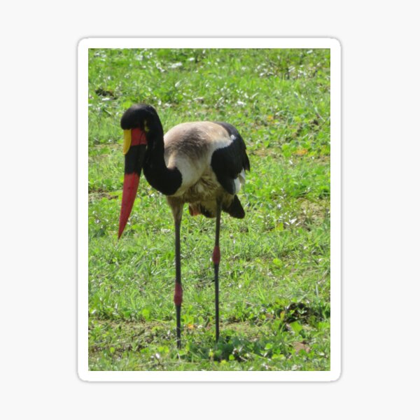 "Secretary Bird " Sticker by LearsInteriors | Redbubble