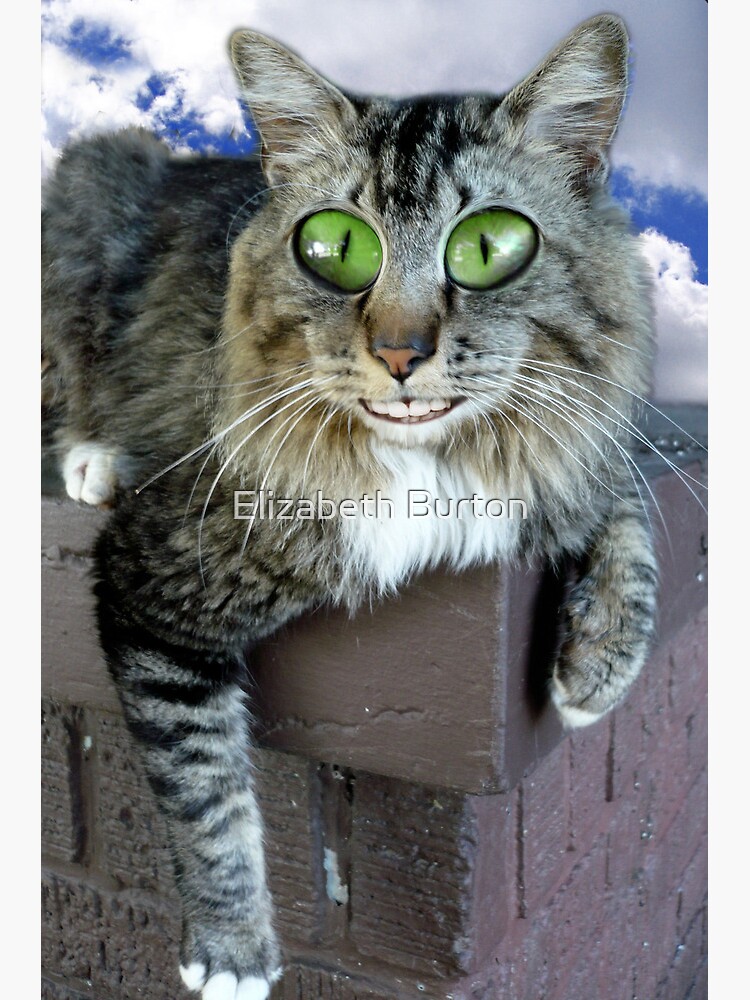 "Cat On Crack" Photographic Print for Sale by lizard911 | Redbubble
