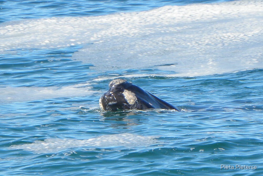 "Southern Right Whale ~ Hermanus" by Pieta Pieterse | Redbubble