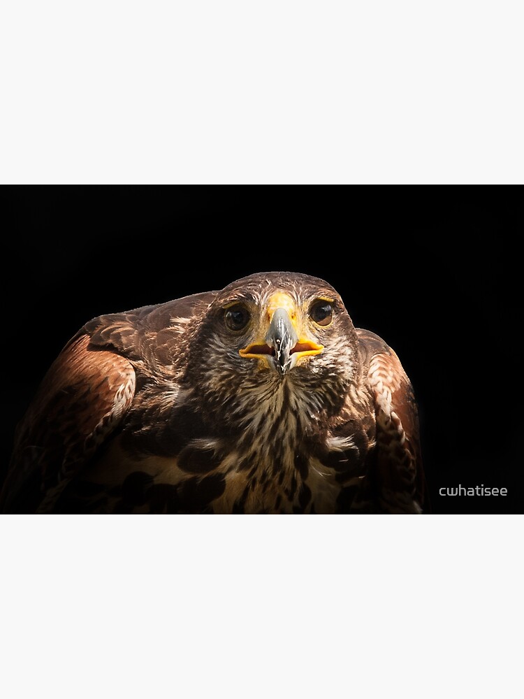 "The Eye of Falcon photo picture print" Poster by cwhatisee | Redbubble