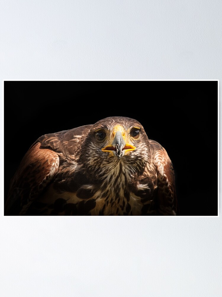"The Eye of Falcon photo picture print" Poster by cwhatisee | Redbubble