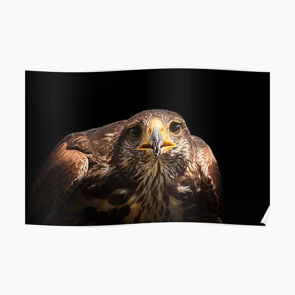 "The Eye of Falcon photo picture print" Poster by cwhatisee | Redbubble