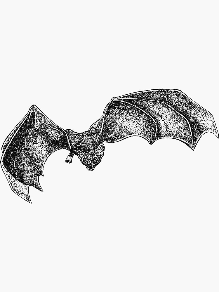 "Common Vampire Bat(Black and White)" Sticker by SavannahPHosk | Redbubble