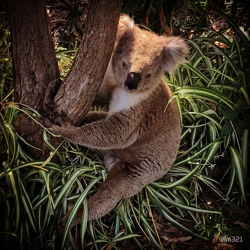 "Koala Cute" by elm321 | Redbubble