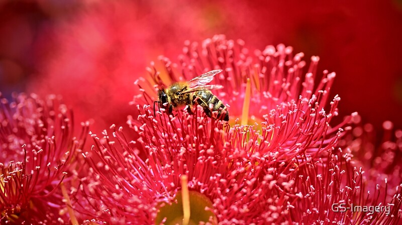 "Flowering gum Bee" by GS-Imagery | Redbubble