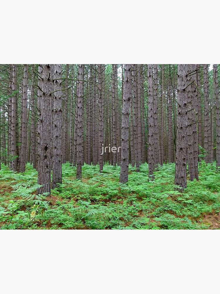 "Forestscape (color)" Poster by jrier | Redbubble