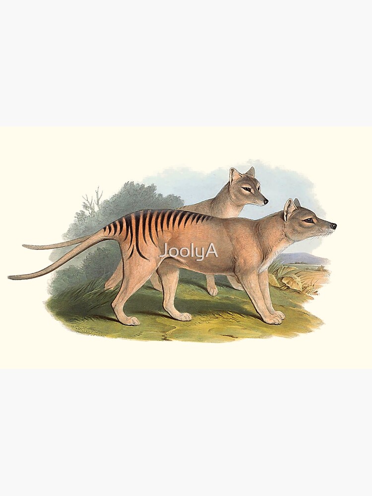 Thylacine Pouch Extinct Tasmanian Tiger Now Back In 3D Museums