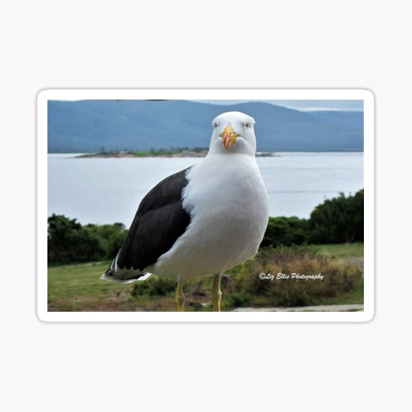 "Pacific Gull" Sticker for Sale by LizEllisPhotos | Redbubble