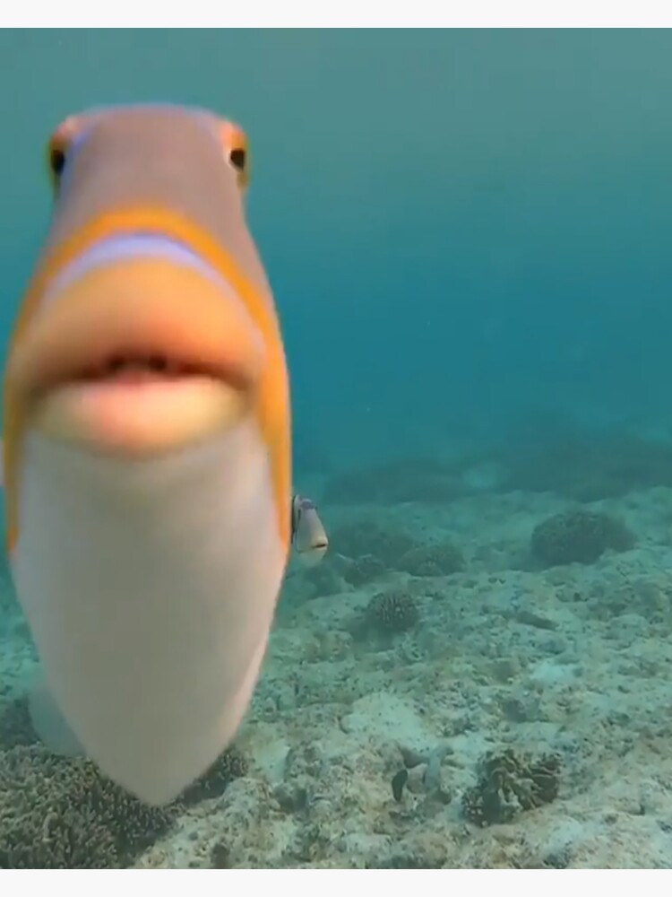 "DO YOU FART - HUBERT FISH" Sticker by Hunters11 | Redbubble