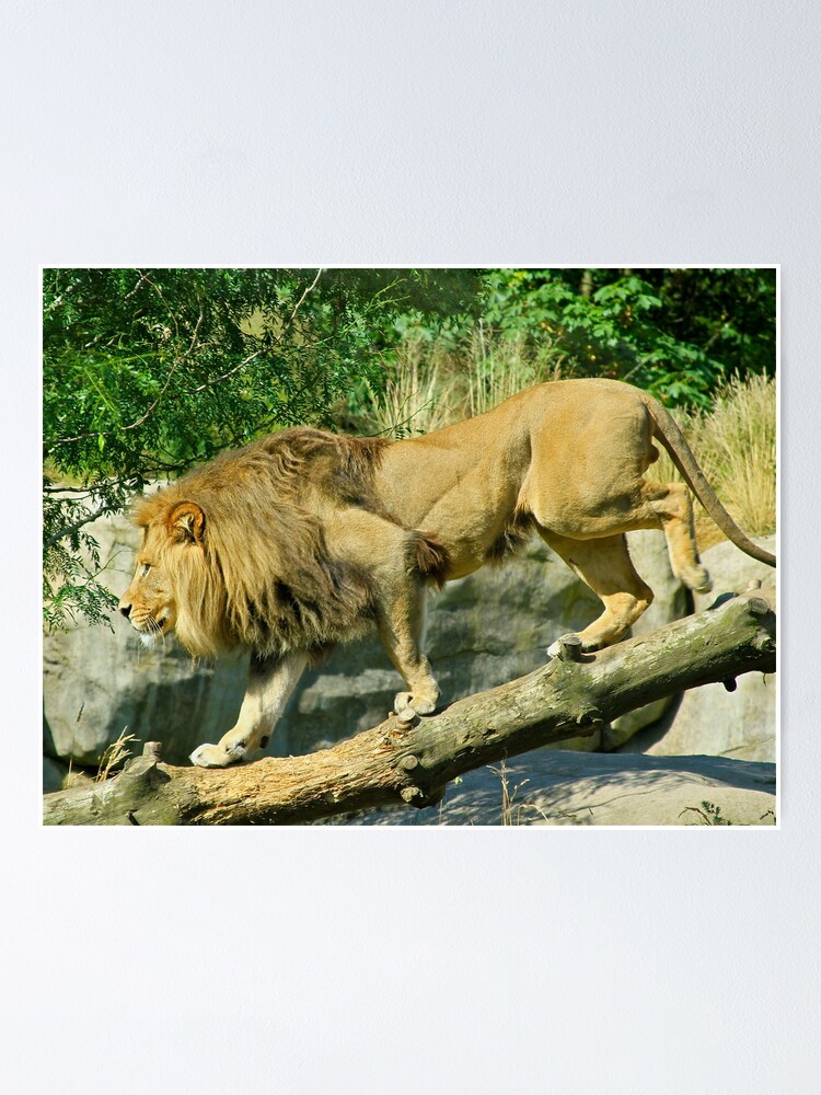 "Walking the Plank" Poster for Sale by Laddhalupa | Redbubble