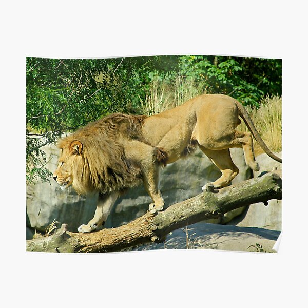 "Walking the Plank" Poster for Sale by Laddhalupa | Redbubble