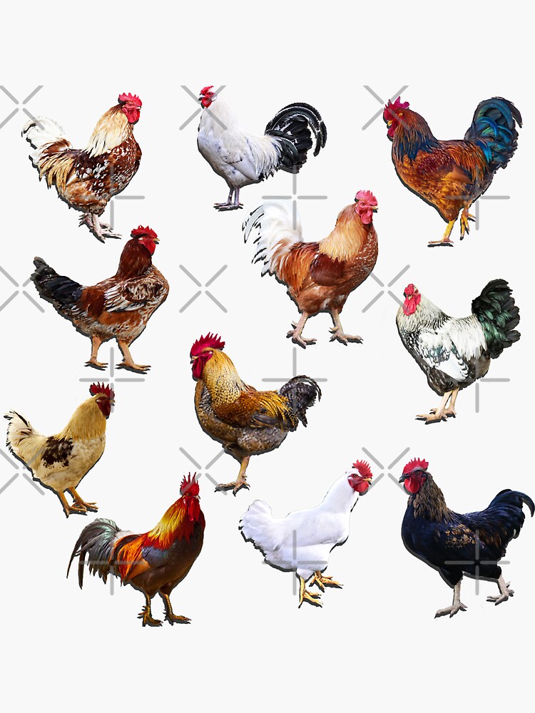 "Rooster Chicken Collage Color Personalize" Sticker for Sale by ...