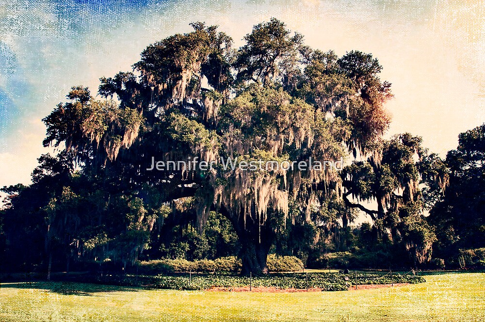 "400 year old Oak tree, Wilmington NC" by Jennifer Westmoreland | Redbubble