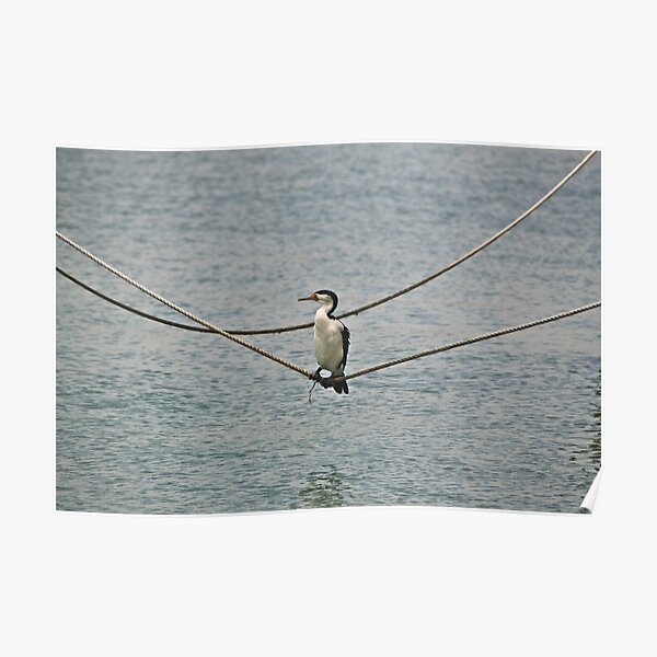 "Cormorant On A Sagging Jetty Rope" Poster by lucky6photos | Redbubble