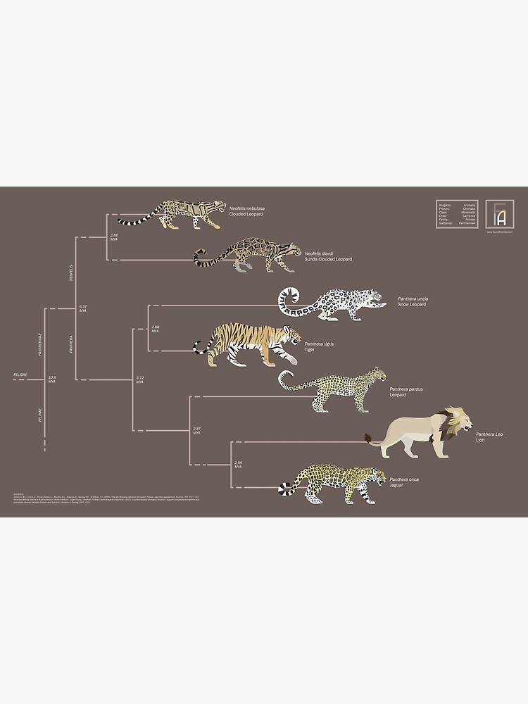 "Pantherinae Phylogeny" Poster for Sale by The Faunal Frontier | Redbubble