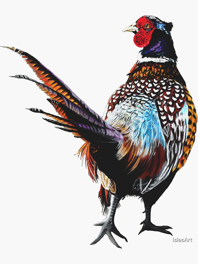 "Pheasant - pheasant art - pheasant gift range" Sticker for Sale by ...