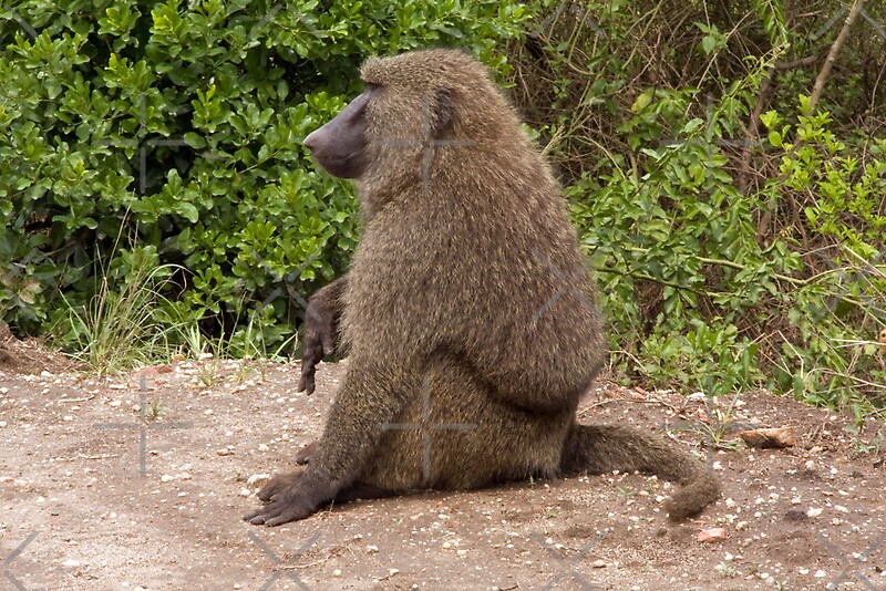 "the only gay baboon in the village" by gruntpig | Redbubble