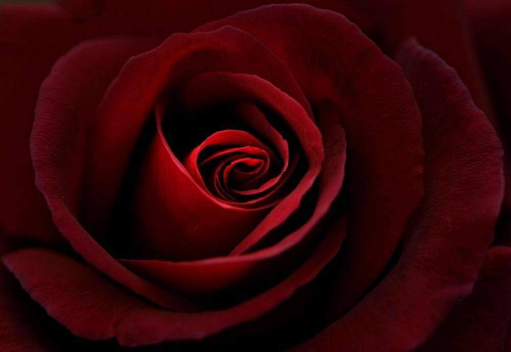 "DEEP RED ROSE" by RoseMarie747 | Redbubble