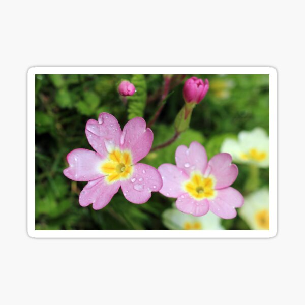 "Pink primrose" Sticker for Sale by pinkal | Redbubble