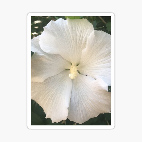 "White Rose of Sharon" Sticker for Sale by UpUpAndAwayAway | Redbubble