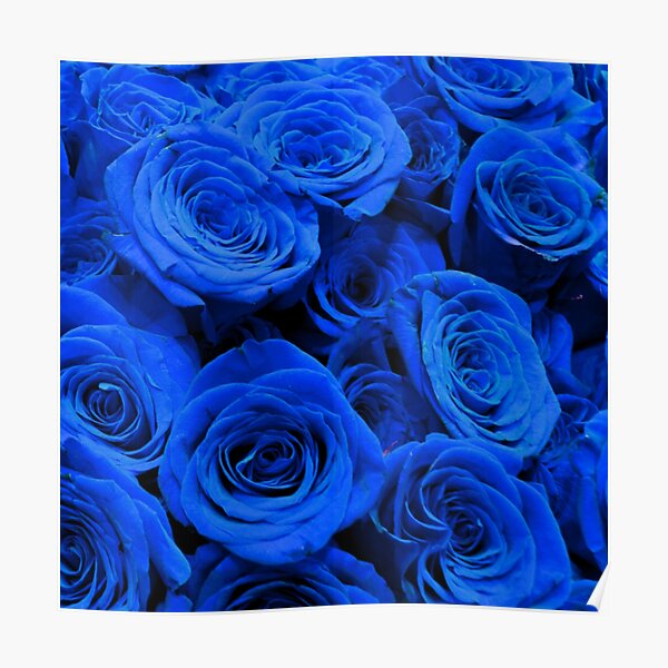 "Blue Roses, Romantic periwinkle floral photo, royal blue floral ...