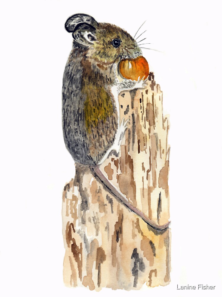 "Field Mouse with Acorn" Sticker by laninefisher | Redbubble