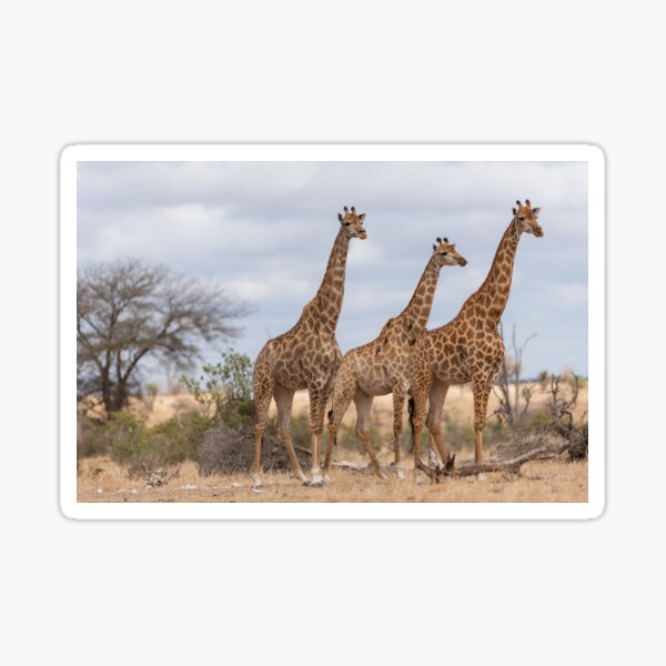 "Giraffe" Sticker for Sale by Ozkan Ozmen | Redbubble