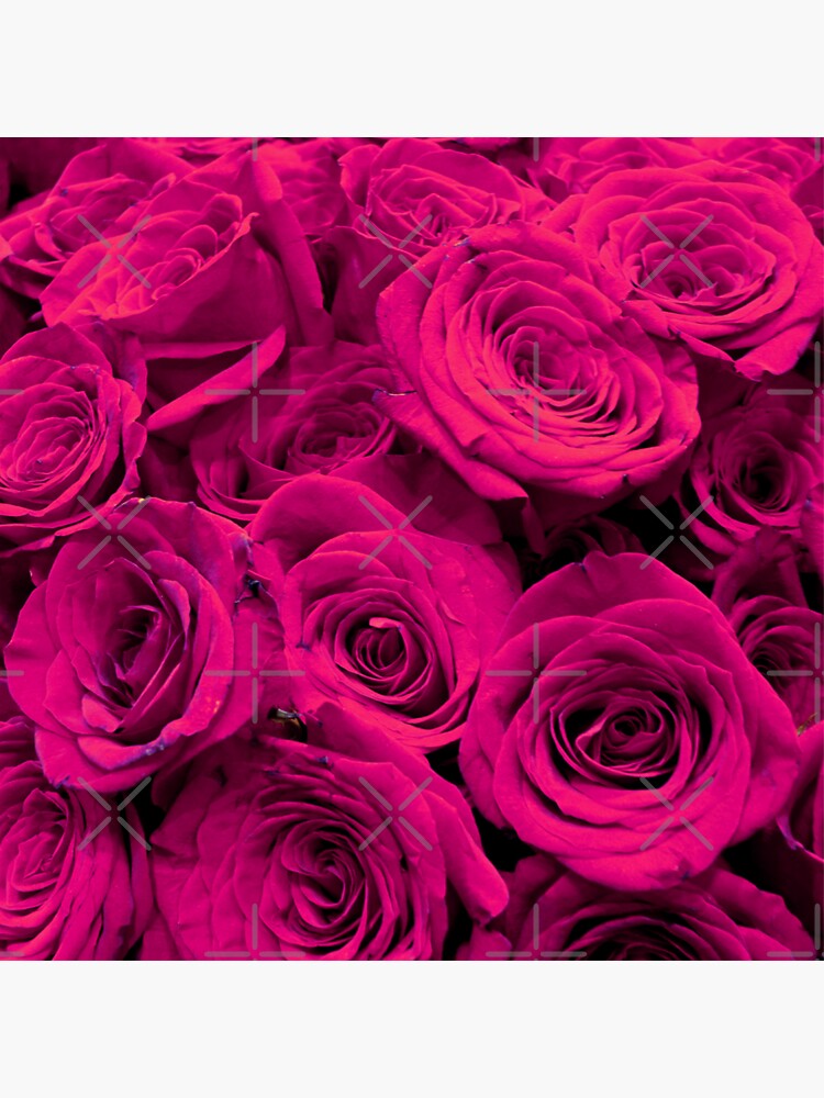 "Romantic hot Pink Roses, hot pink floral, pink flowers" Sticker for ...