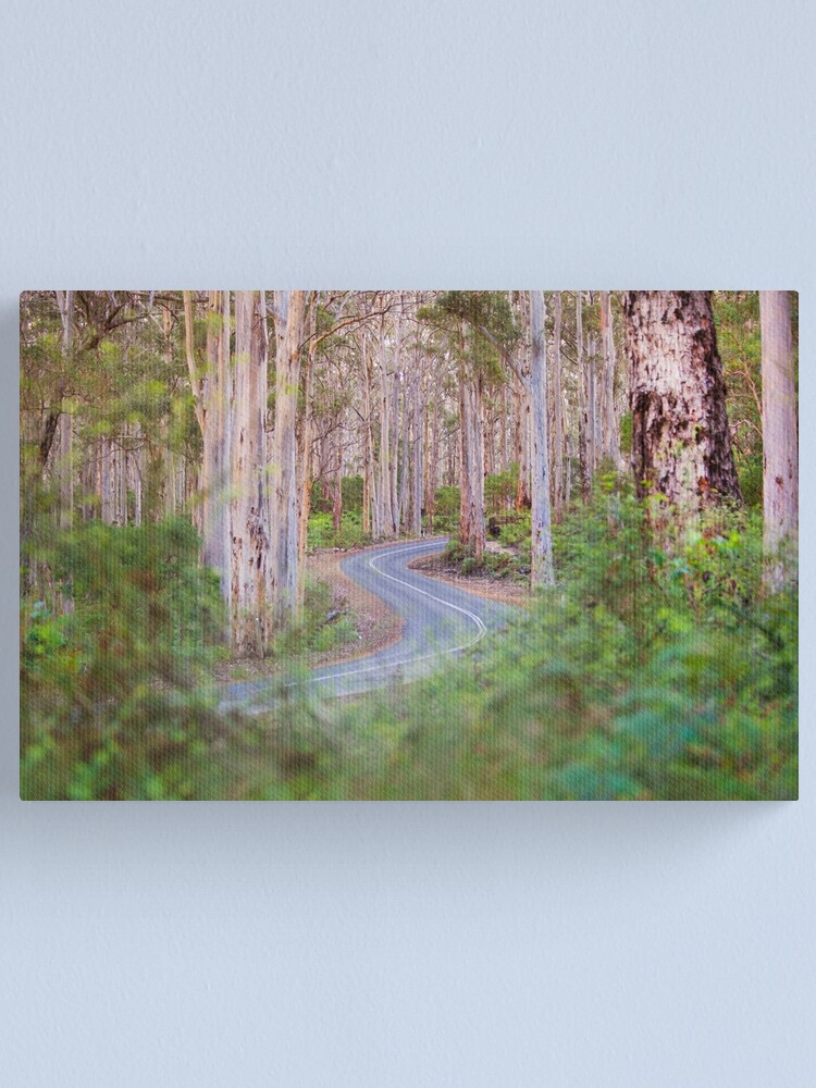 "Boranup Forest, Southwest Australia" Canvas Print for Sale by Marc Russo | Redbubble