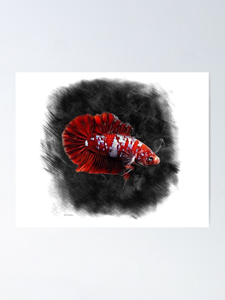 "Super Red Koi Halfmoon Betta Fish Sketch " Poster by Digital-designs ...