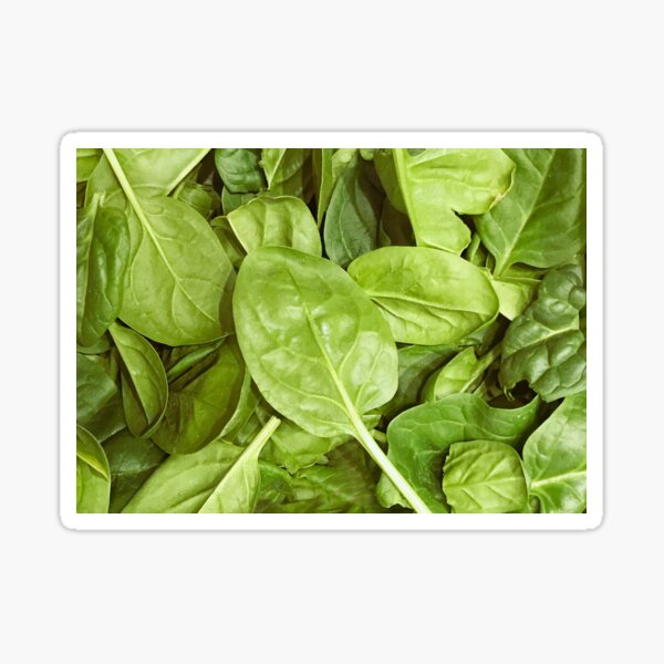 "Image Of Baby Spinach Leaves" Sticker for Sale by nenovimages | Redbubble