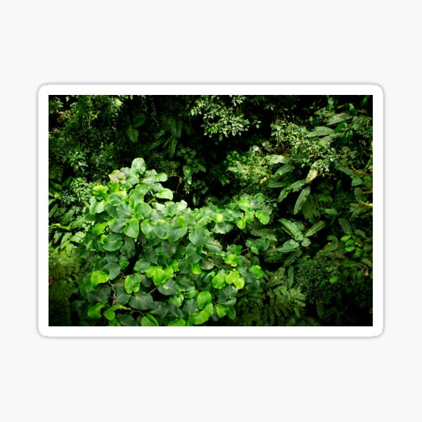 "Rainforest Canopy" Sticker for Sale by Nicklas81 | Redbubble