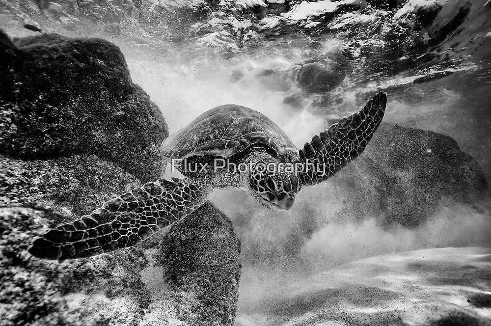 "Hawaiian Green Sea Turtle BW" by Flux Photography | Redbubble