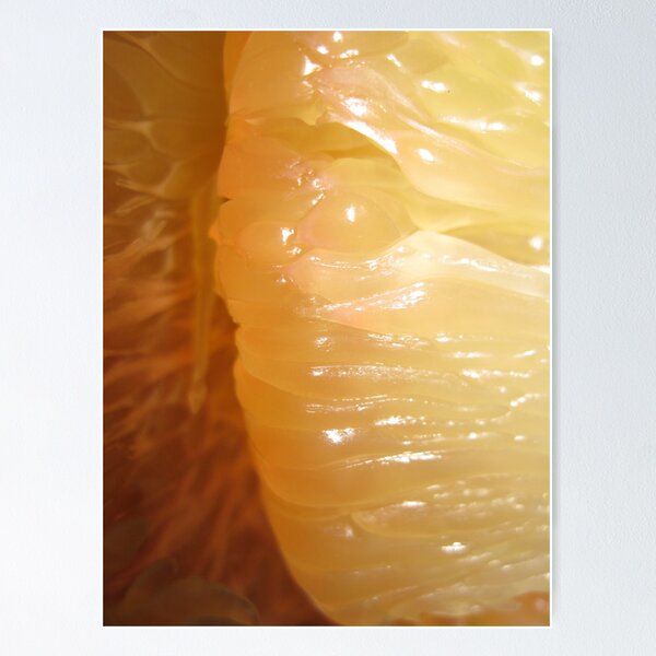 Somo Gifts & Merchandise for Sale | Redbubble