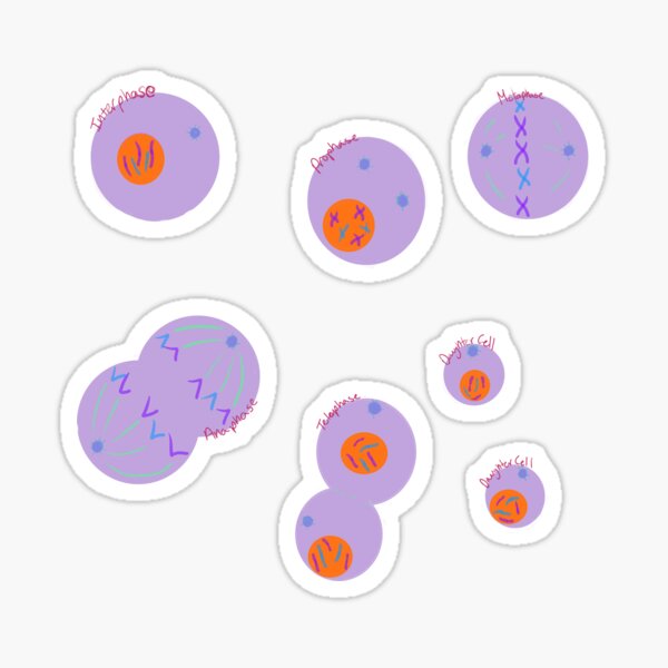 "Mitosis Phases Cell Division" Sticker by GhostieCatto | Redbubble