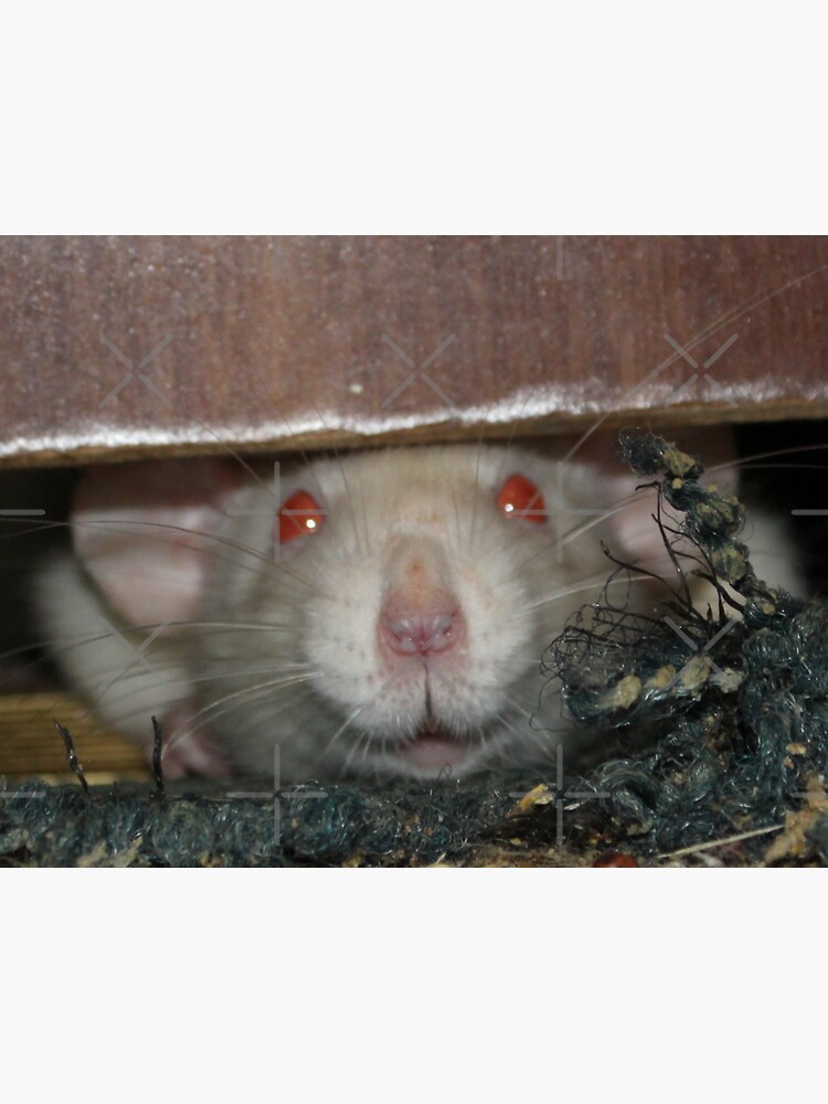 "Sneaky rat smile" Sticker by Happybug11 | Redbubble