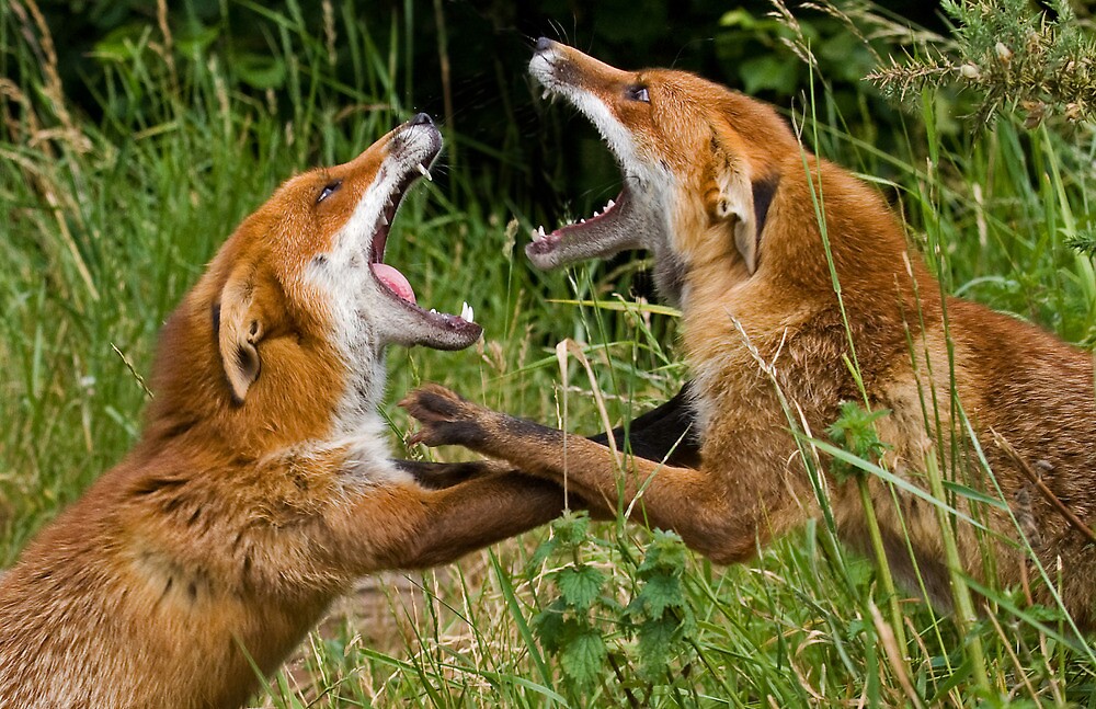 "Fighting Foxes" by Sean Cameron | Redbubble