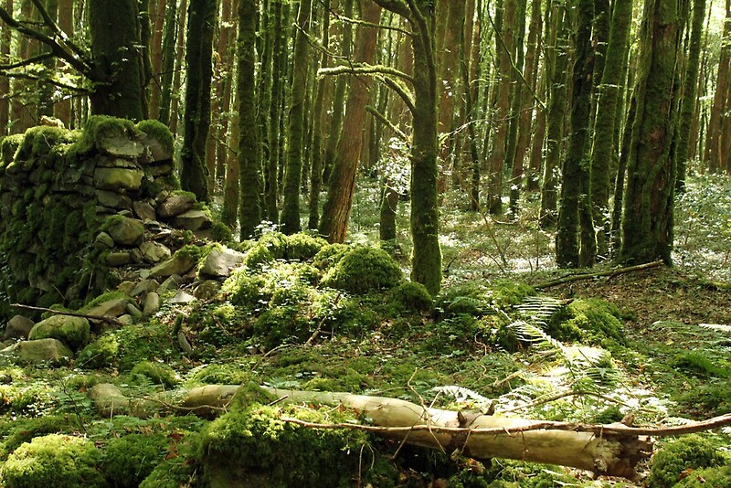 "Forest in Cong, Ireland" by Callie Smith | Redbubble