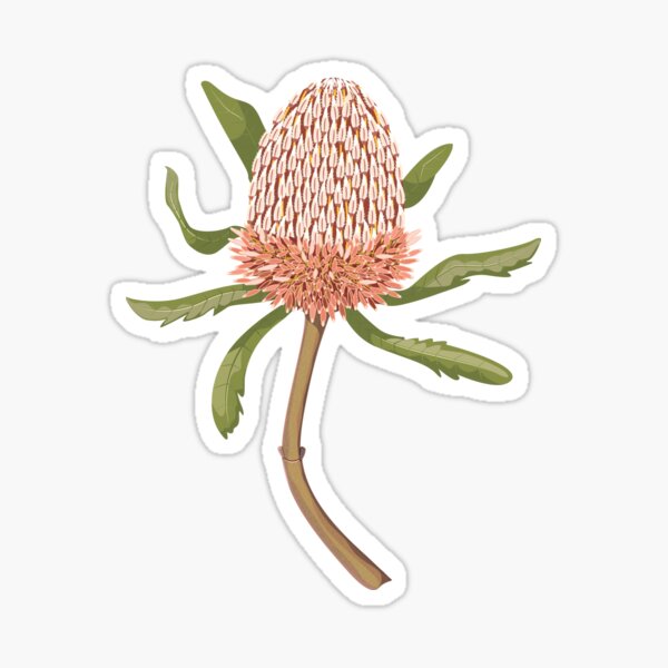 Banksia Stickers | Redbubble