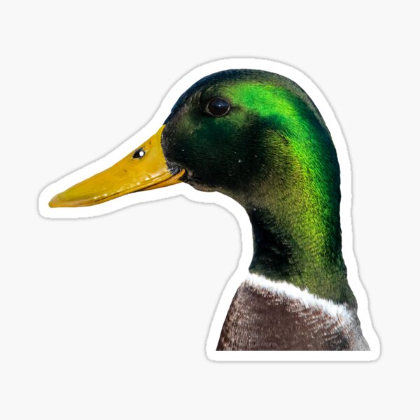 "Mallard Duck Head" Sticker for Sale by DuckDadDo | Redbubble