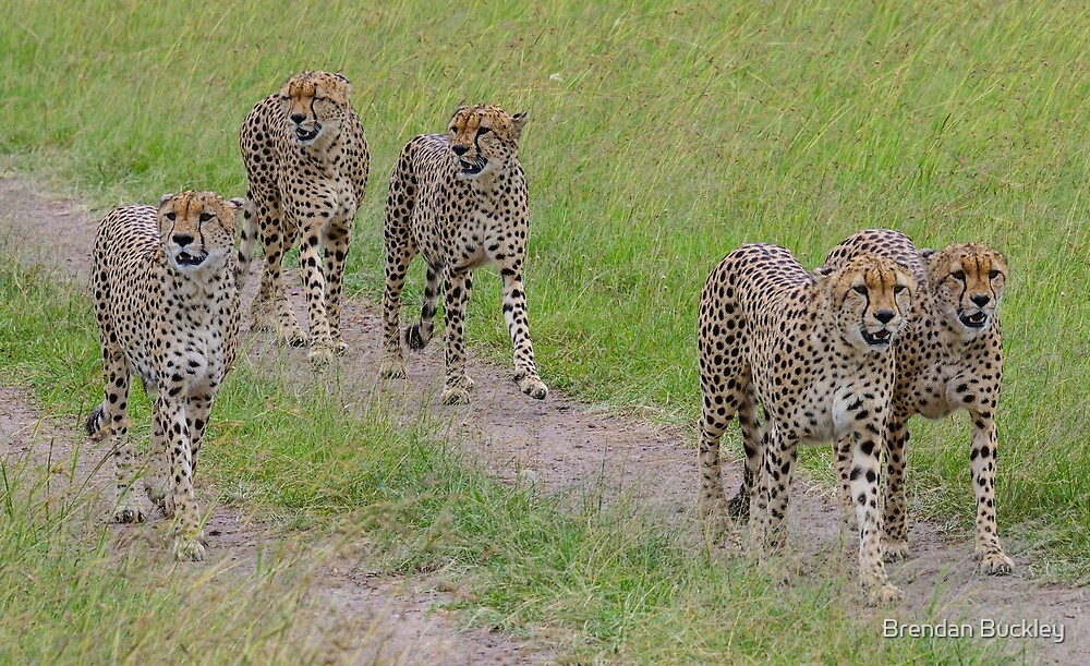 "Five Cheetah" by Brendan Buckley | Redbubble