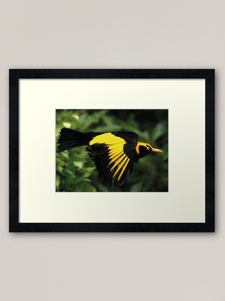 "Regent Bowerbird in Flight" Framed Art Print for Sale by FeltWicked ...