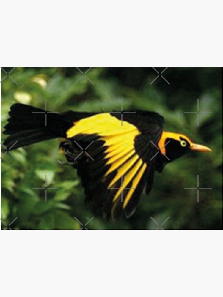 "Regent Bowerbird in Flight" Framed Art Print for Sale by FeltWicked ...