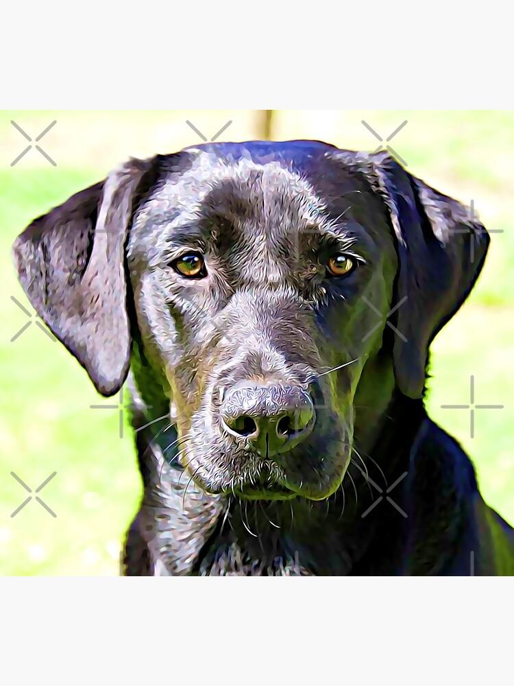 "Labrador retriever face" Poster by mikoala50 | Redbubble