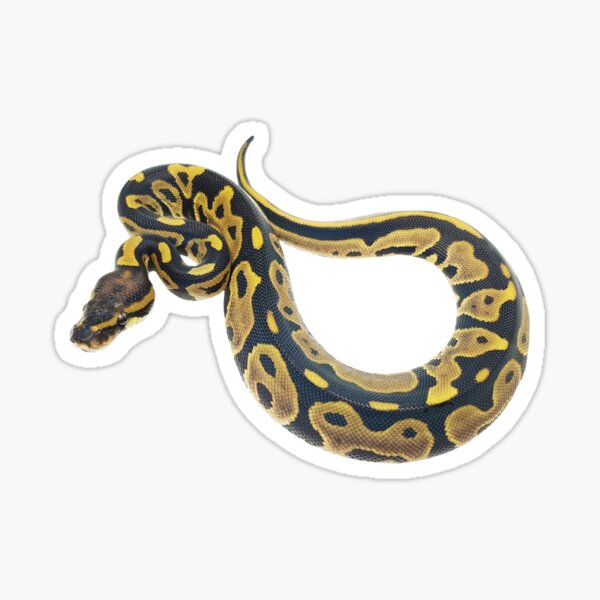 "Leopard Ball python" Sticker for Sale by BDesignerMorphs | Redbubble