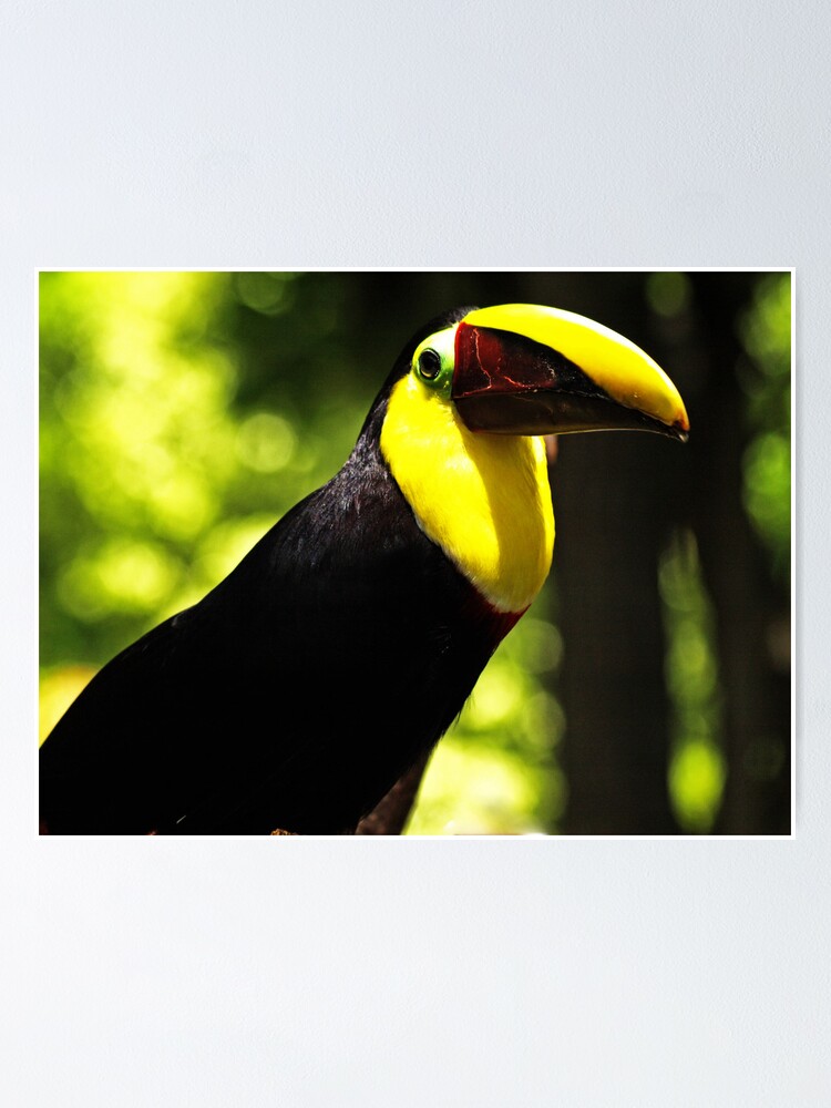 "Toucan - Tucan" Poster by guytsch | Redbubble