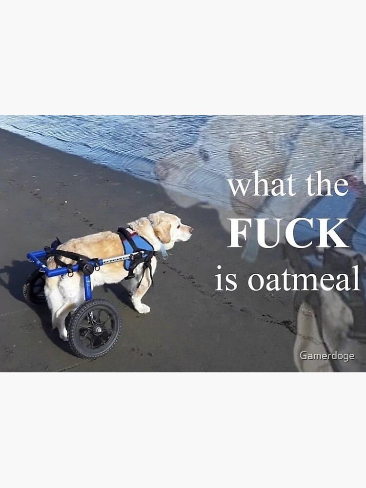 "What is oatmeal dog" Sticker for Sale by Gamerdoge | Redbubble