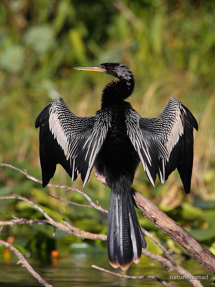 "Anhinga" by naturalnomad | Redbubble