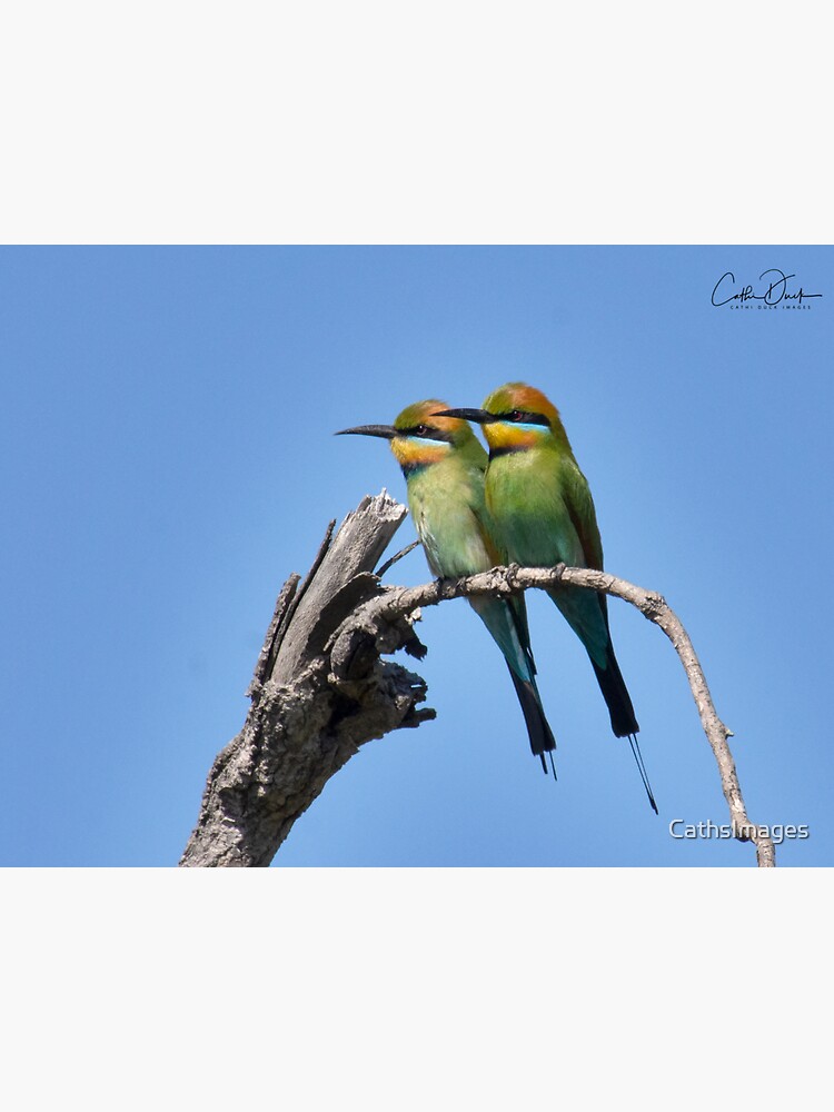 "Rainbow Bee Eaters" Sticker for Sale by CathsImages | Redbubble