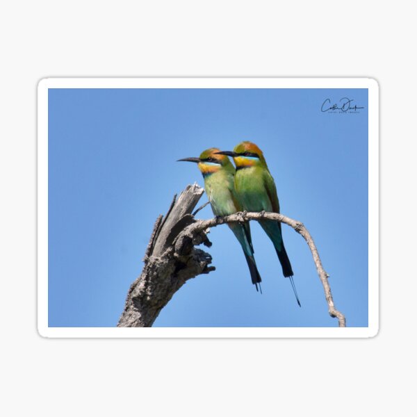 "Rainbow Bee Eaters" Sticker for Sale by CathsImages | Redbubble